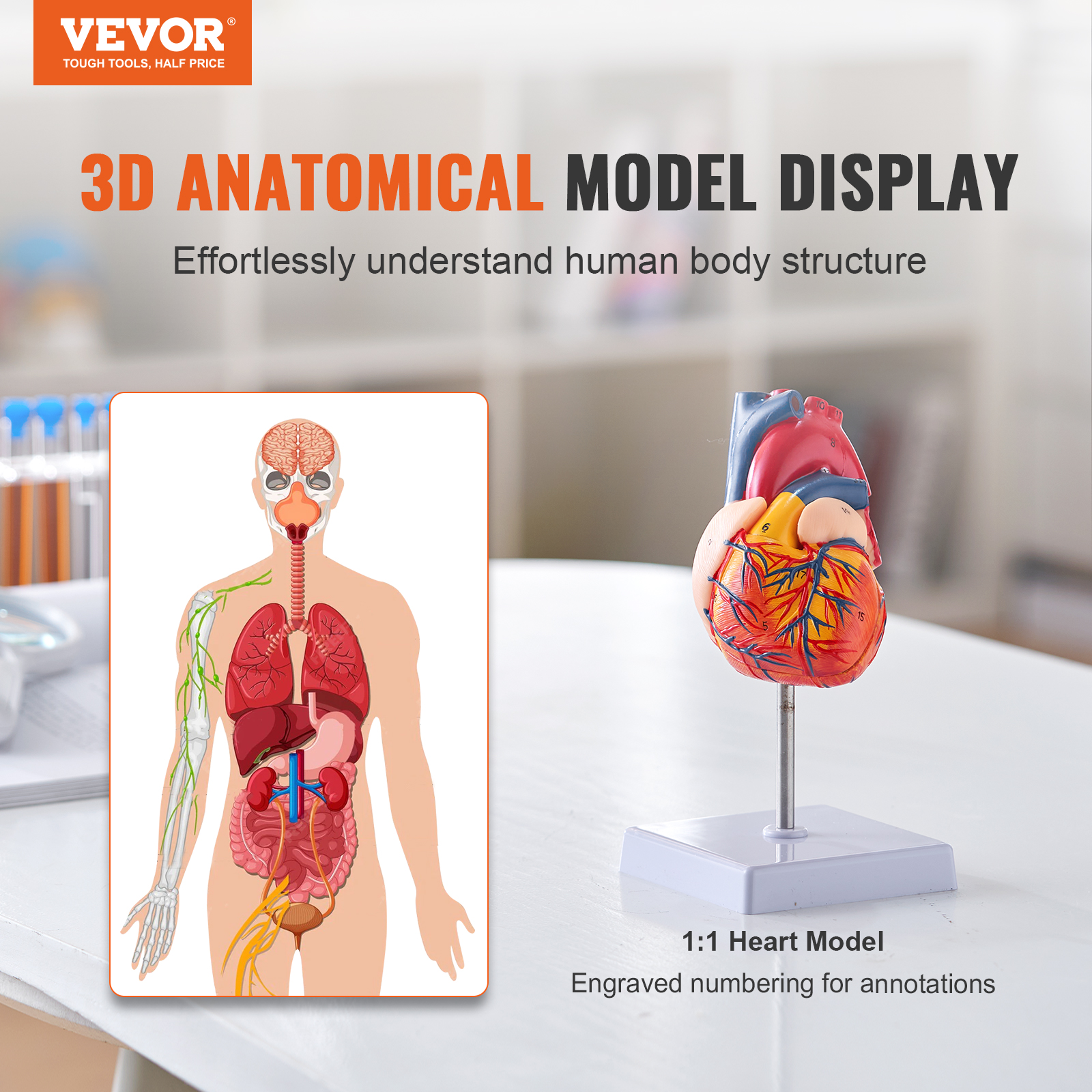 VEVOR Anatom Human Model Heart/Body Teaching Model 1:1 Life Size 2/15/3 ...