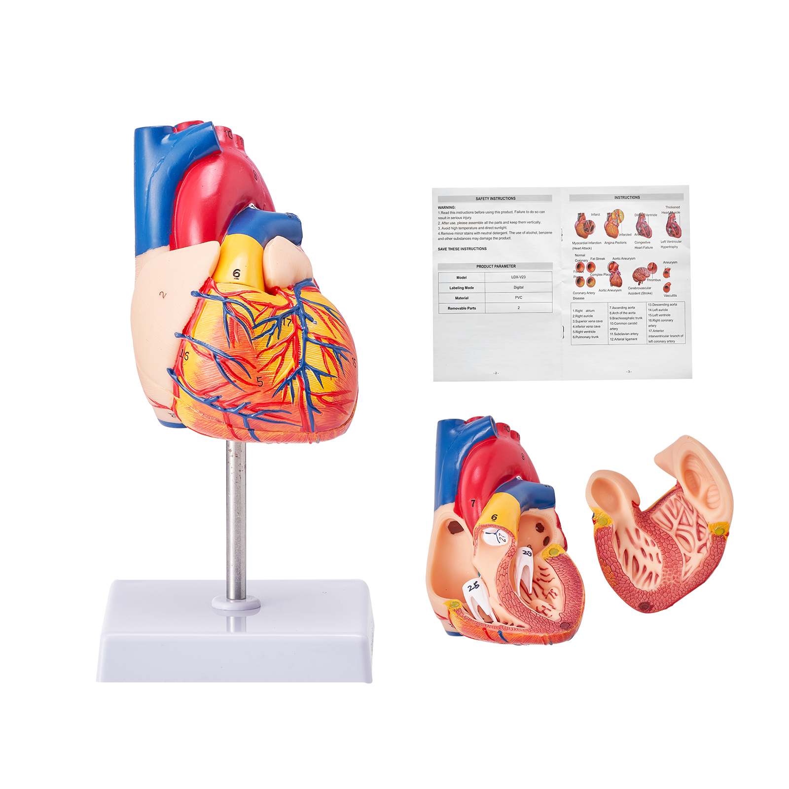 VEVOR Anatom Human Model Heart/Body Teaching Model 1:1 Life Size 2/15/3 ...