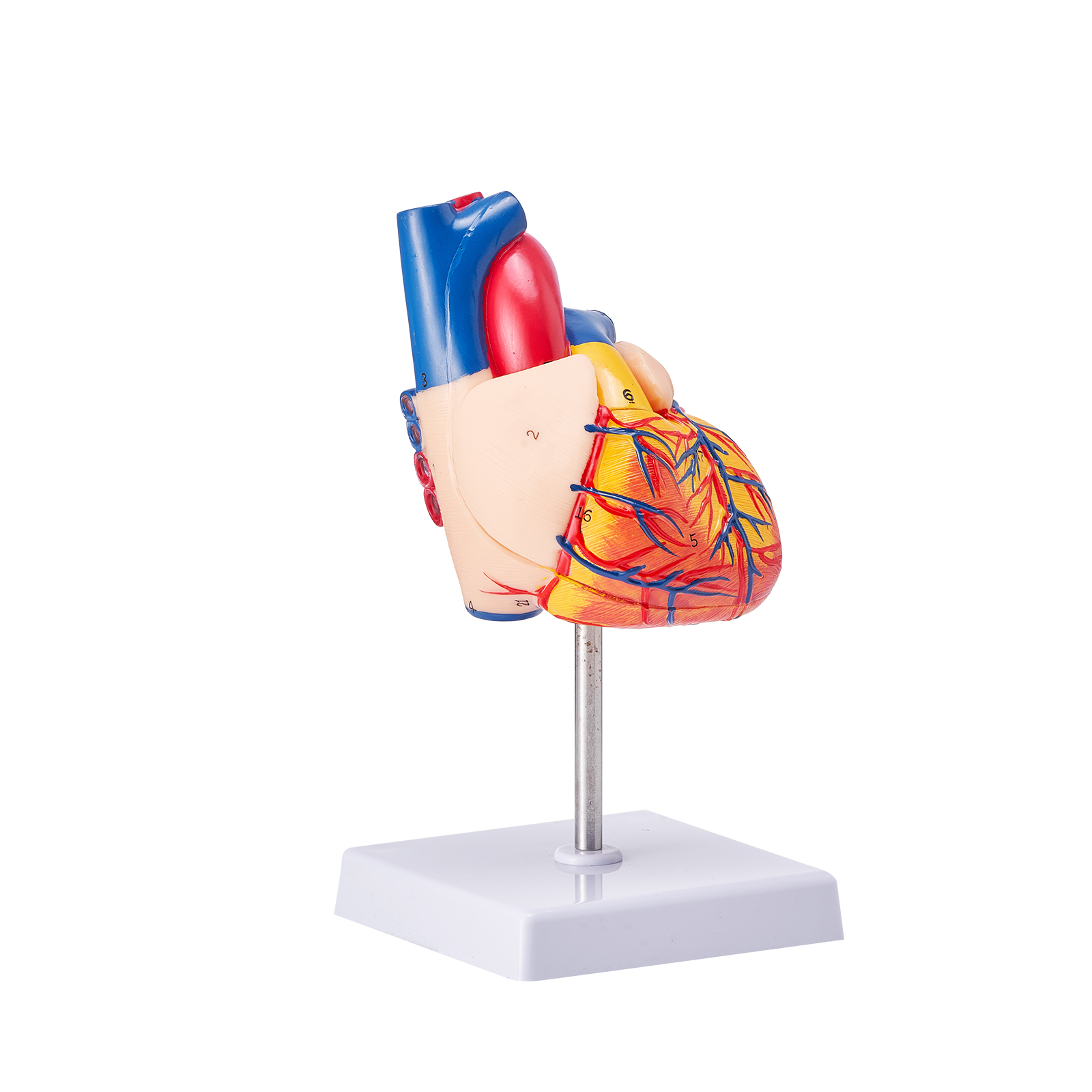 VEVOR Anatom Human Model Heart/Body Teaching Model 1:1 Life Size 2/15/3 ...