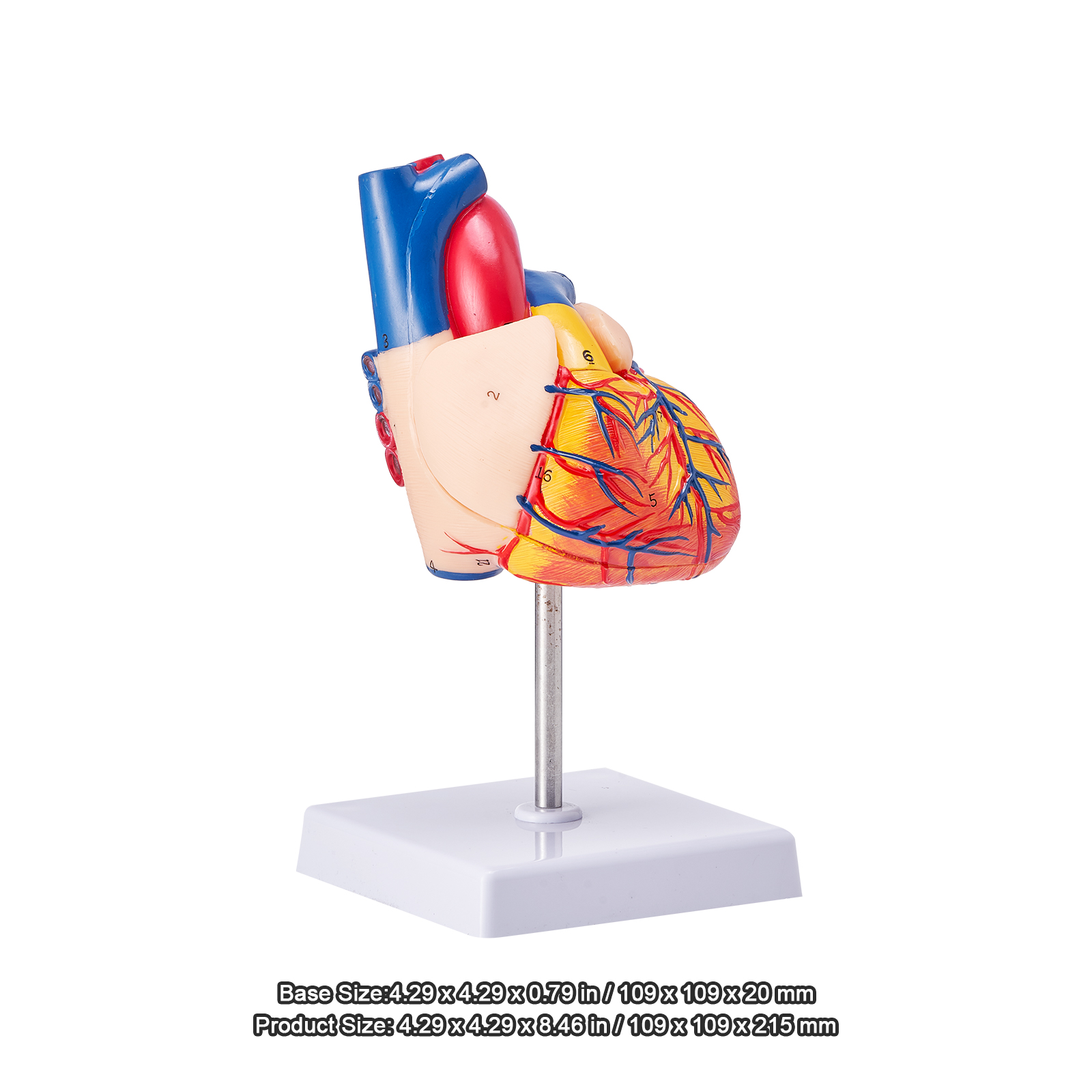 Mophorn Human Heart Model, 2-Part 1:1 Life Size, Anatomically Accurate ...