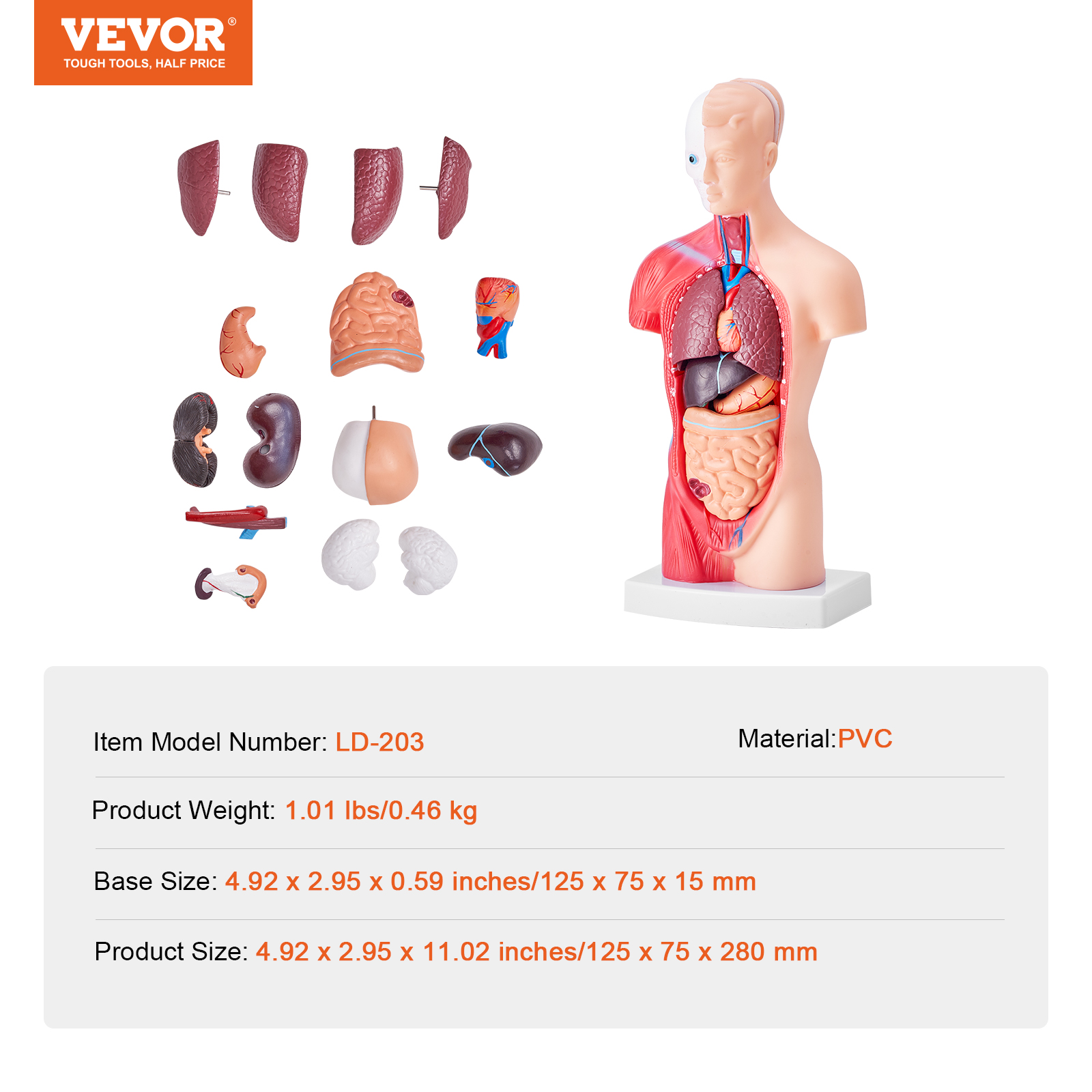VEVOR Anatom Human Model Heart/Body Teaching Model 1:1 Life Size 2/15/3/9 Parts | eBay