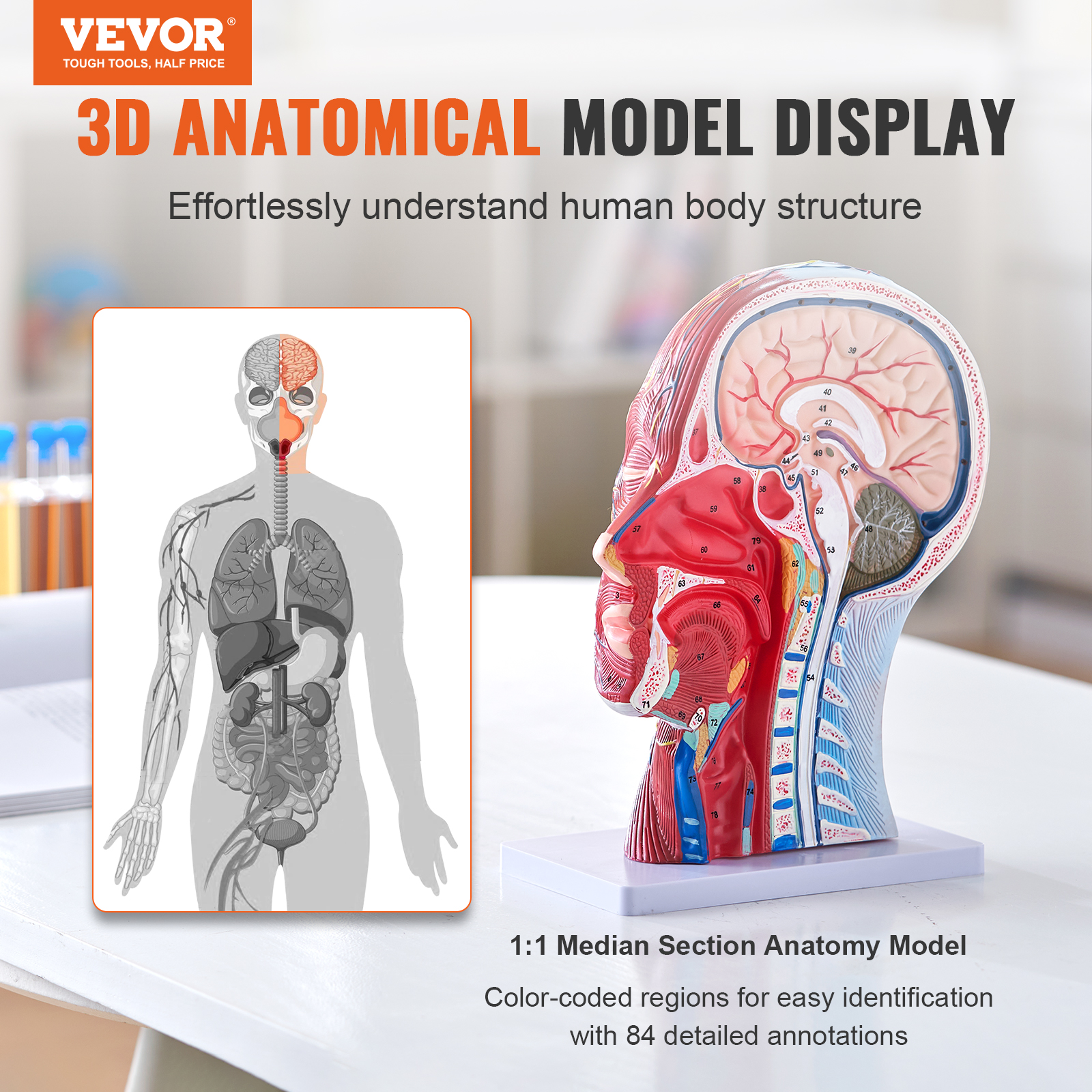VEVOR Anatom Human Model Heart/Body Teaching Model 1:1 Life Size 2/15/3 ...
