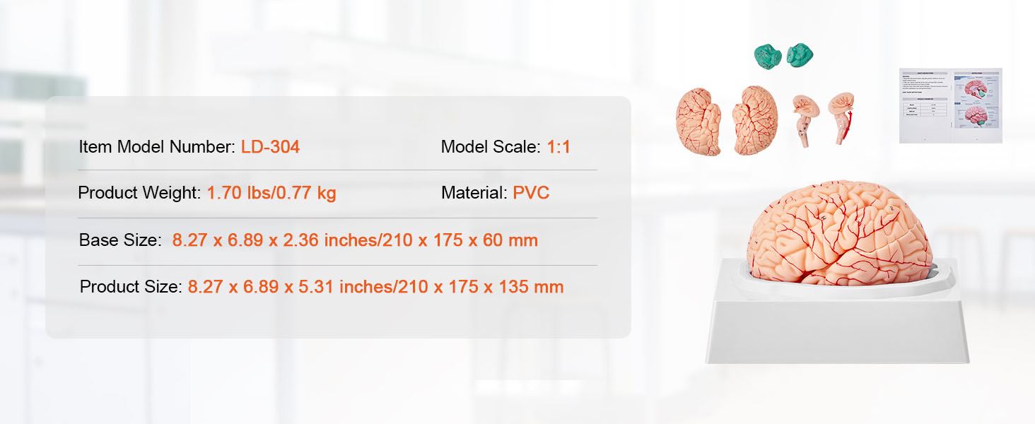 Human Brain Model Anatomy Teaching Brain Model 9-Part Labeled Life Size ...