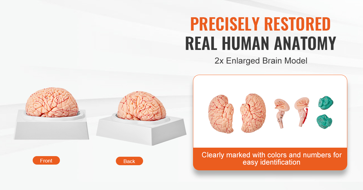Human Brain Model Anatomy Teaching Brain Model 9-Part Labeled Life Size ...