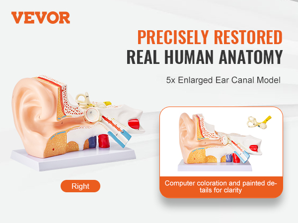 VEVOR Human Ear Anatomy Model, 3 Parts 5 Times Enlarged Human Ear Model Displaying Outer, Middle ...