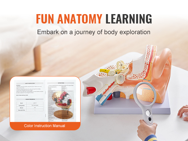VEVOR Human Ear Anatomy Model, 3 Parts 5 Times Enlarged Human Ear Model ...