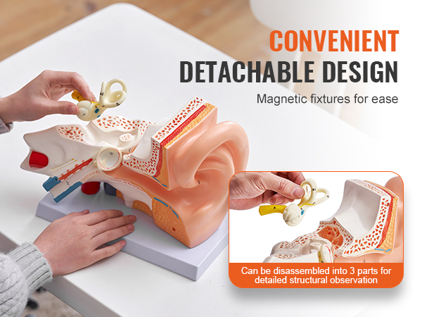 VEVOR Human Ear Anatomy Model, 3 Parts 5 Times Enlarged Human Ear Model Displaying Outer, Middle ...