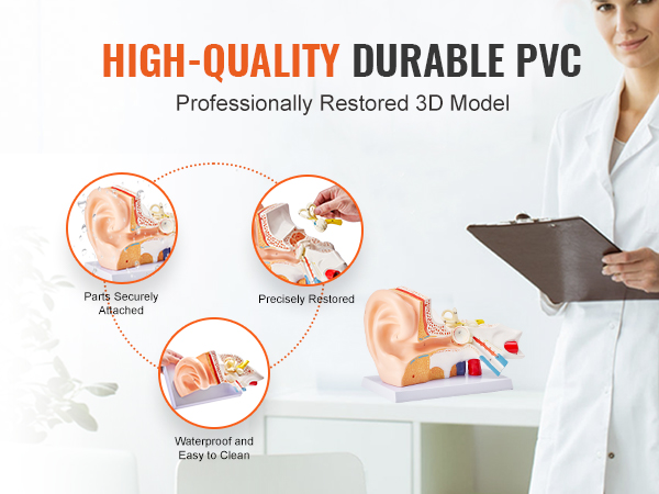 VEVOR Human Ear Anatomy Model, 3 Parts 5 Times Enlarged Human Ear Model ...