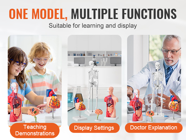 Anatomy Lego Set Real Anatomy Models Wadoy Human Anatomy Models Bundle ...