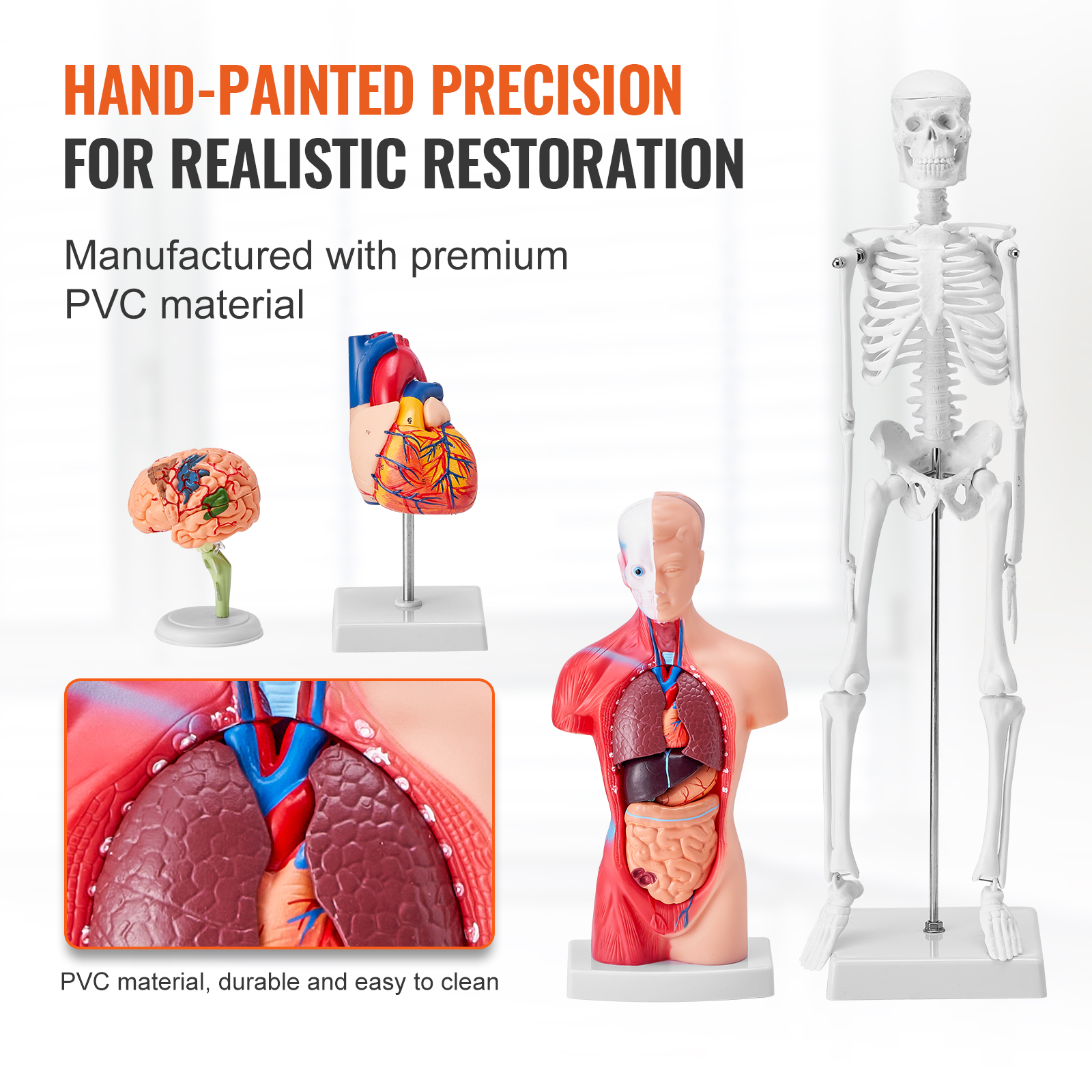 VEVOR Anatom Human Model Heart/Body Teaching Model 1:1 Life Size 2/15/3 ...