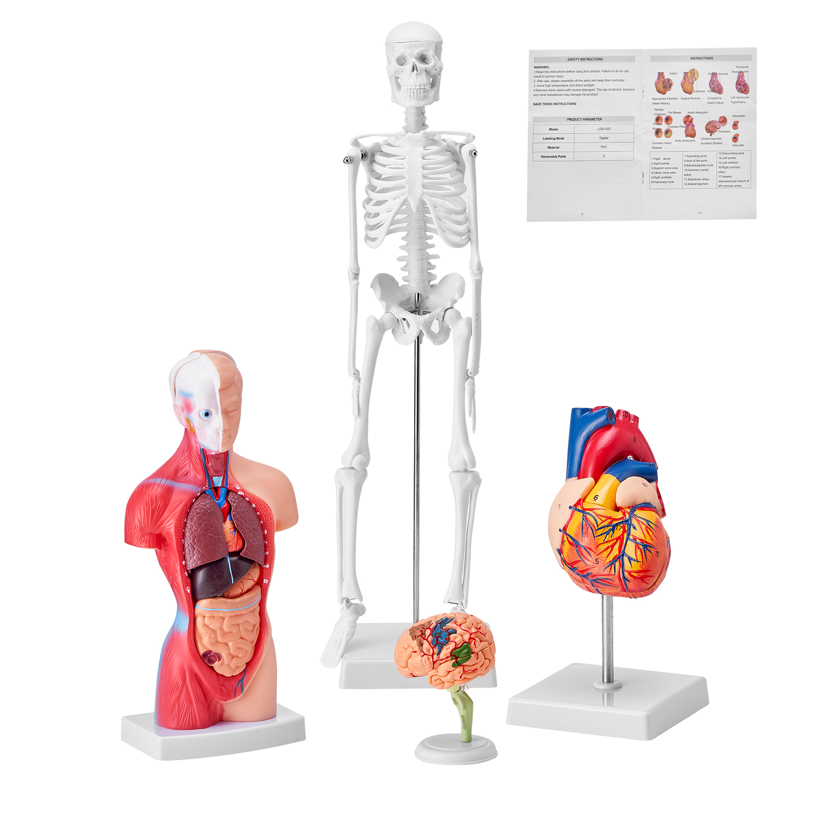 VEVOR Anatom Human Model Heart/Body Teaching Model 1:1 Life Size 2/15/3 ...