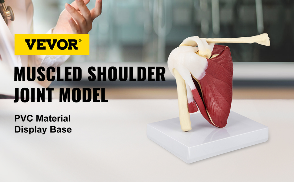 VEVOR Muscled Shoulder Joint Model PVC Shoulder Model with Ligaments ...