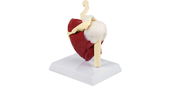 VEVOR Muscled Shoulder Joint Model PVC Shoulder Model with Ligaments ...