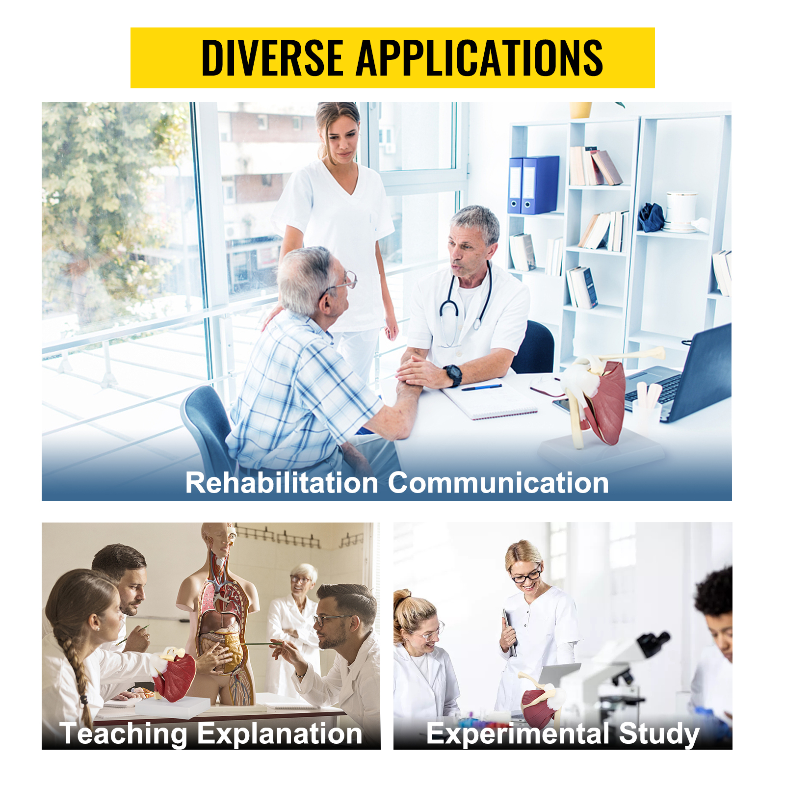 VEVOR Muscled Shoulder Joint Model PVC Shoulder Model with Ligaments ...