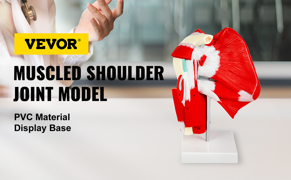 VEVOR Muscled Shoulder Joint Model PVC Shoulder Model with Ligaments ...