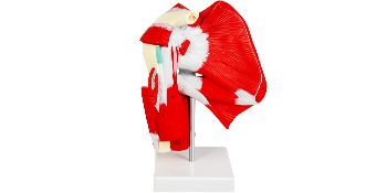 VEVOR Muscled Shoulder Joint Model PVC Shoulder Model with Ligaments ...