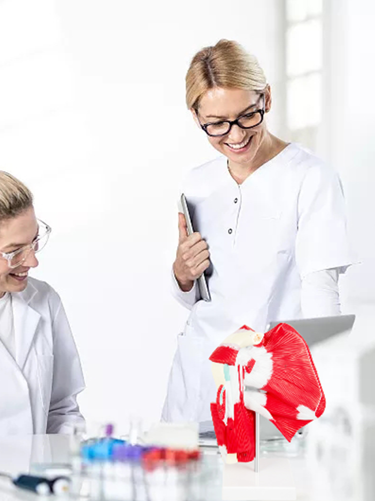 VEVOR Muscled Shoulder Joint Model PVC Shoulder Model with Ligaments ...