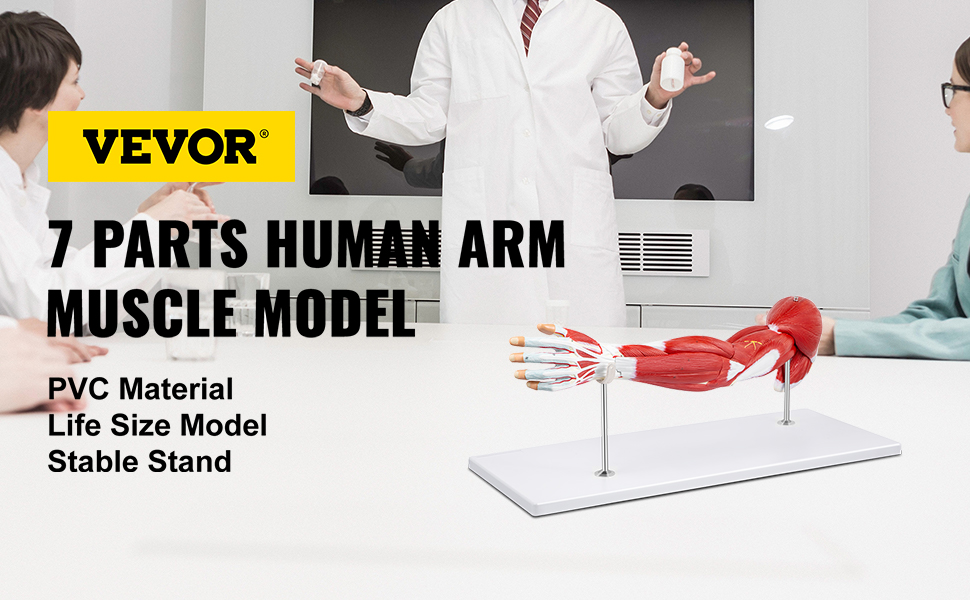Vevor Arm Muscle Modelmuscular Arm Anatomy Model 7 Parts Medical ...