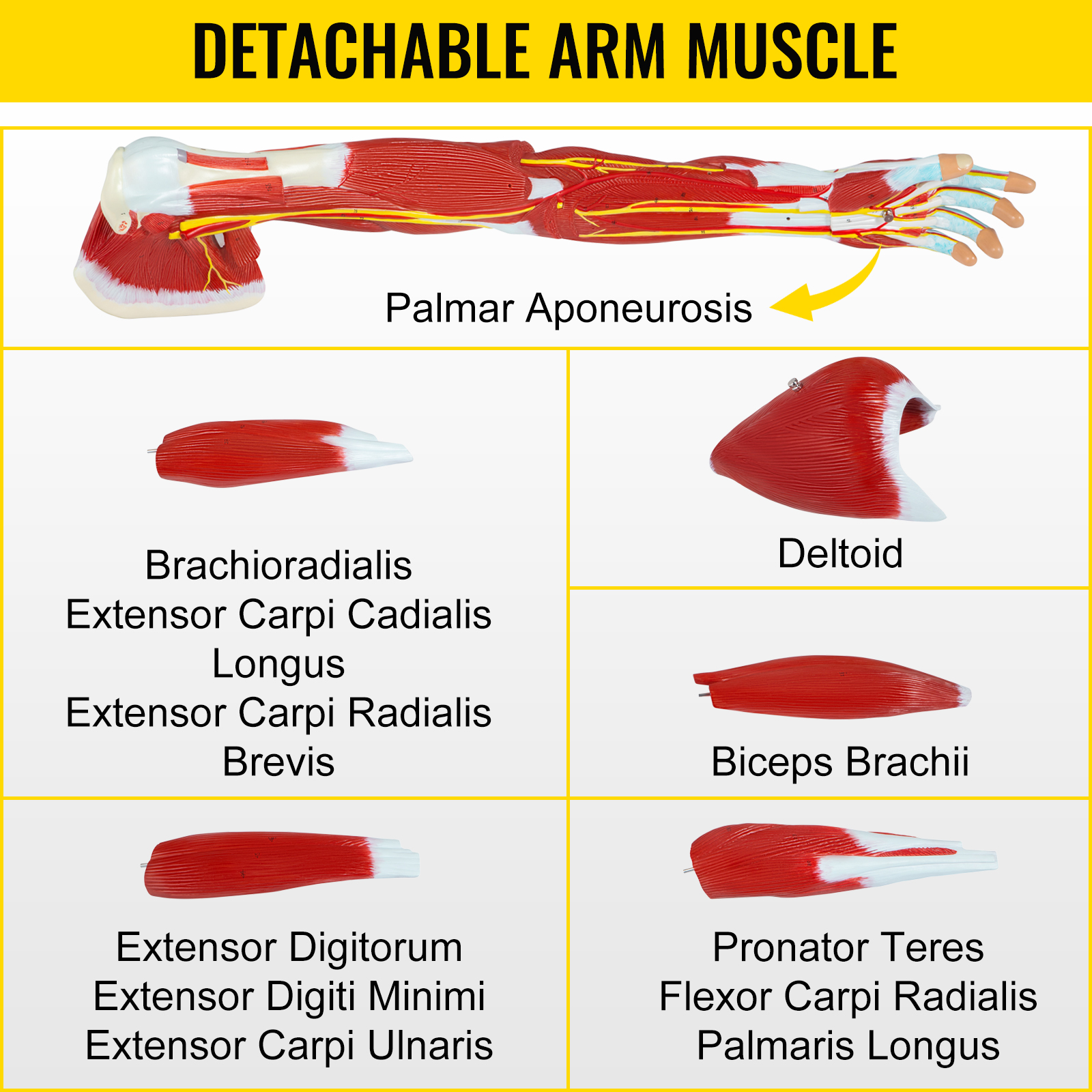 Vevor Arm Muscle Modelmuscular Arm Anatomy Model 7 Parts Medical ...