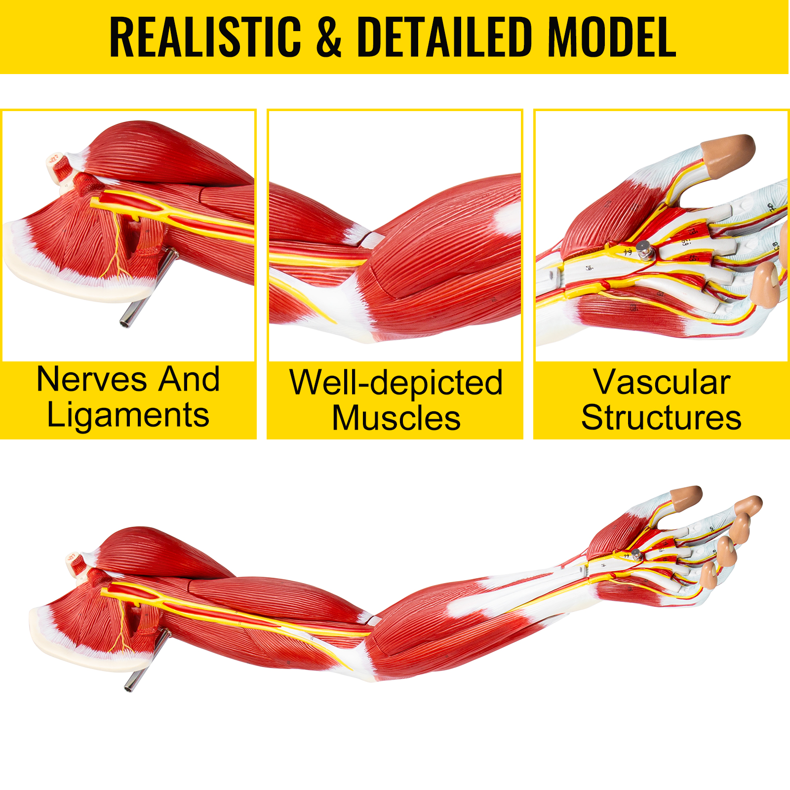 Vevor Arm Muscle Modelmuscular Arm Anatomy Model 7 Parts Medical ...