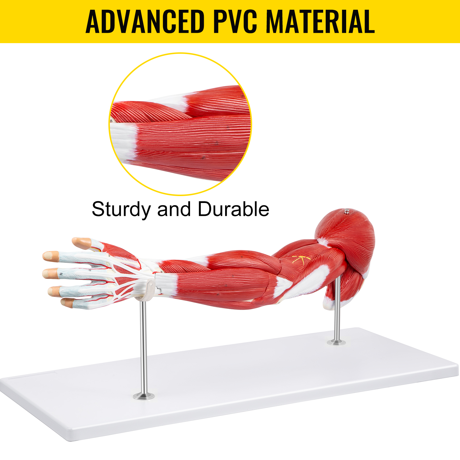 Vevor Arm Muscle Modelmuscular Arm Anatomy Model 7 Parts Medical ...