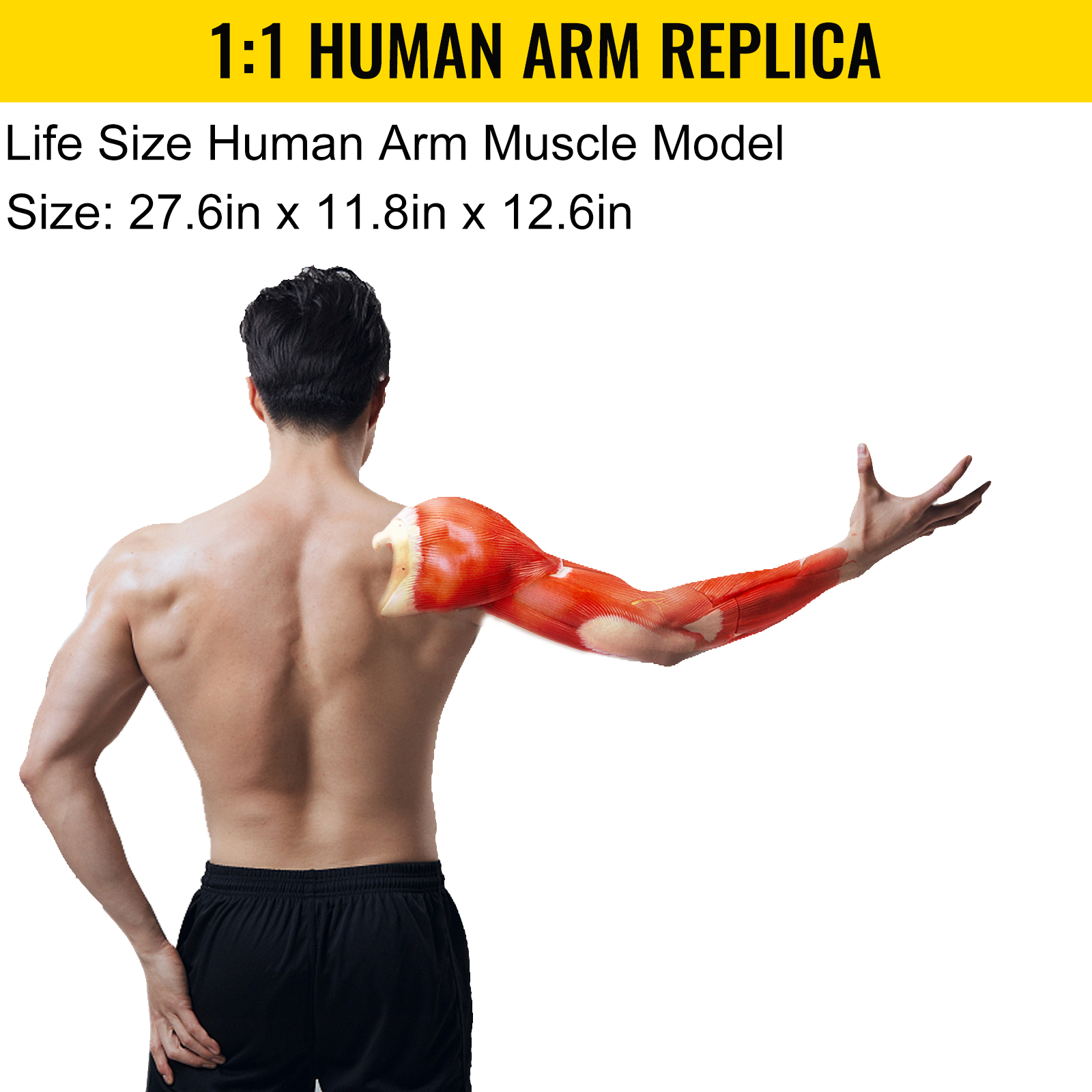 Vevor Arm Muscle Modelmuscular Arm Anatomy Model 7 Parts Medical ...