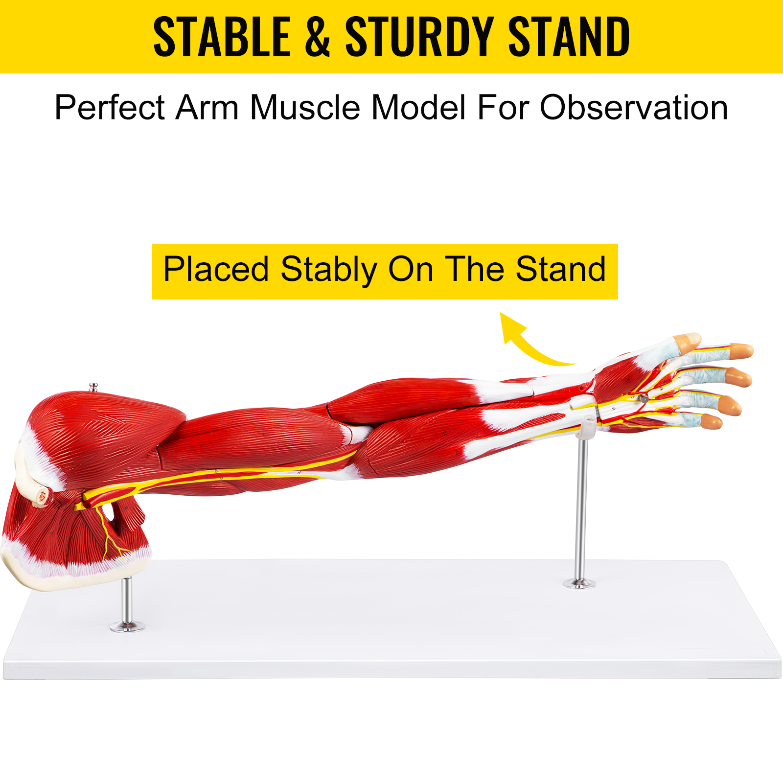 Vevor Arm Muscle Modelmuscular Arm Anatomy Model 7 Parts Medical ...