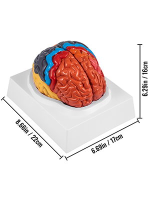 VEVOR Human Brain Model Anatomy 2-Part Model of Brain Color-Coded Life ...