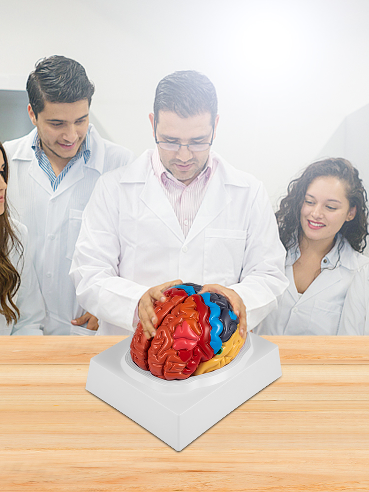 VEVOR Human Brain Model Anatomy 2-Part Model of Brain Color-Coded Life ...
