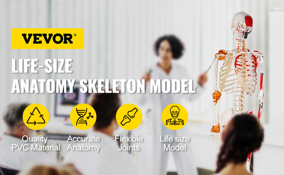 VEVOR Human Skeleton Model Anatomical Skeleton Model Life Size w ...