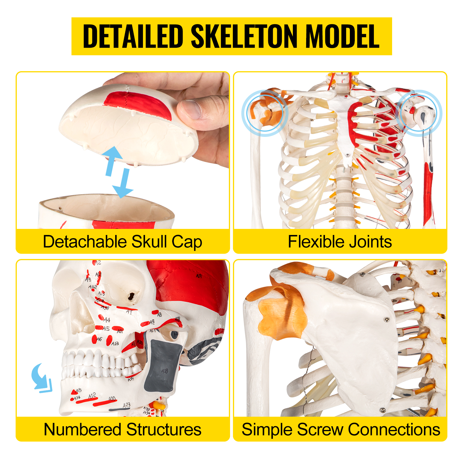 VEVOR Human Skeleton Model Anatomical Skeleton Model Life Size w ...