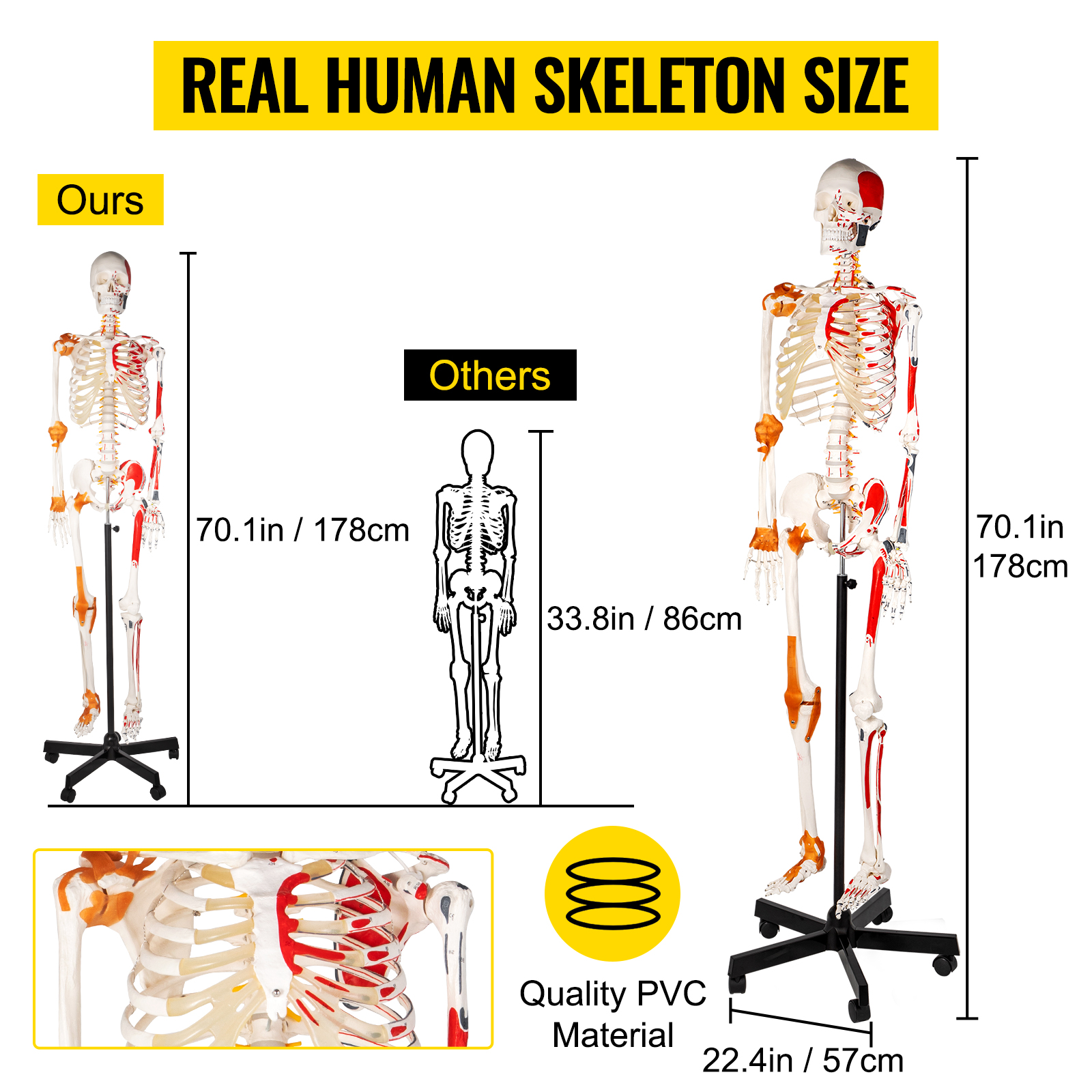 VEVOR Human Skeleton Model Anatomical Skeleton Model Life Size w ...