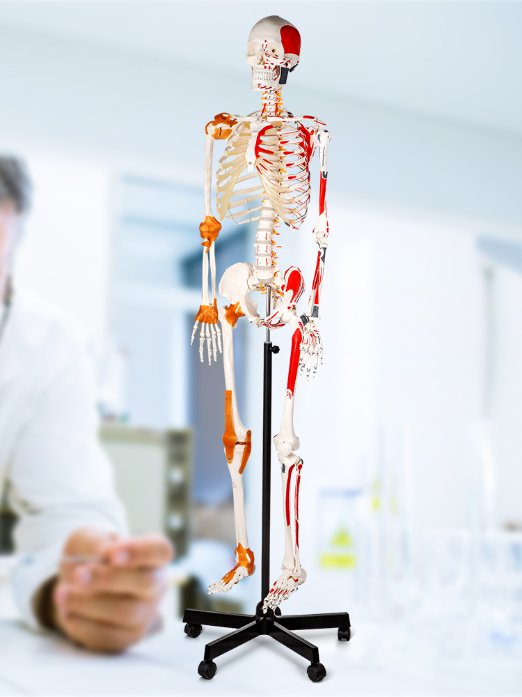 VEVOR Human Skeleton Model Anatomical Skeleton Model Life Size w ...
