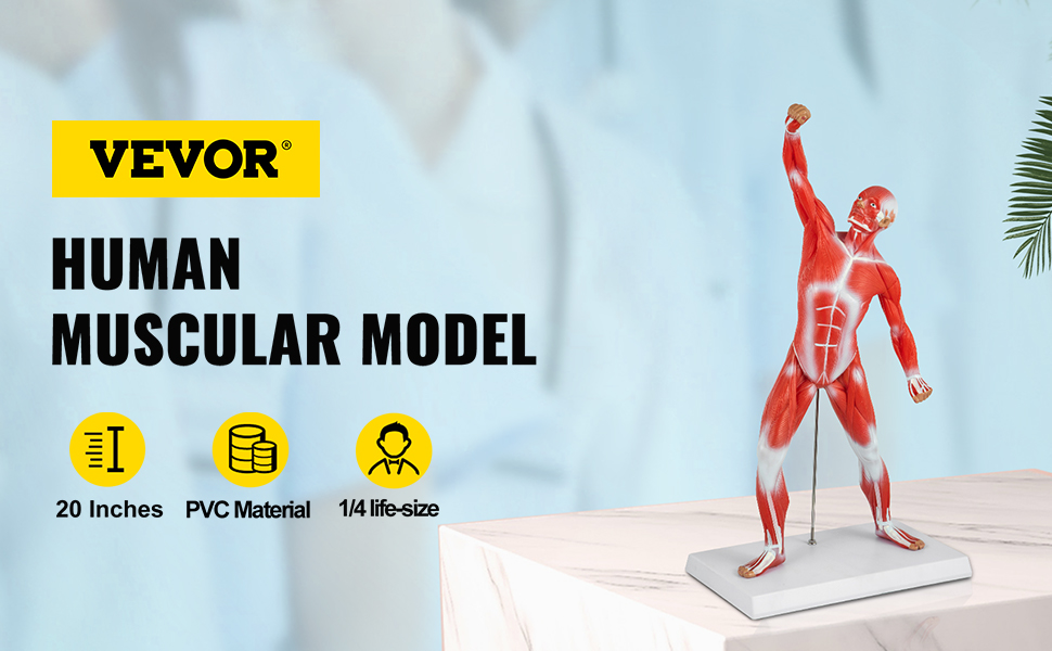 VEVOR Human Muscular Model, 20" Muscular Anatomy Model, 1/4 Life-Size ...