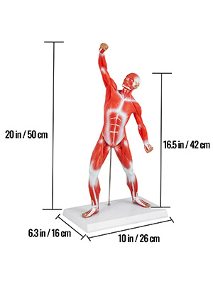 VEVOR Anatomical Human Muscle Model Muscle Anatomy Model 50cm Mini ...