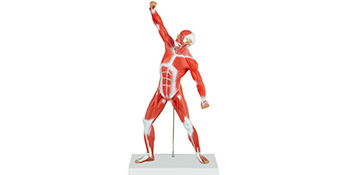 VEVOR Anatomical Human Muscle Model Muscle Anatomy Model 50cm Mini ...