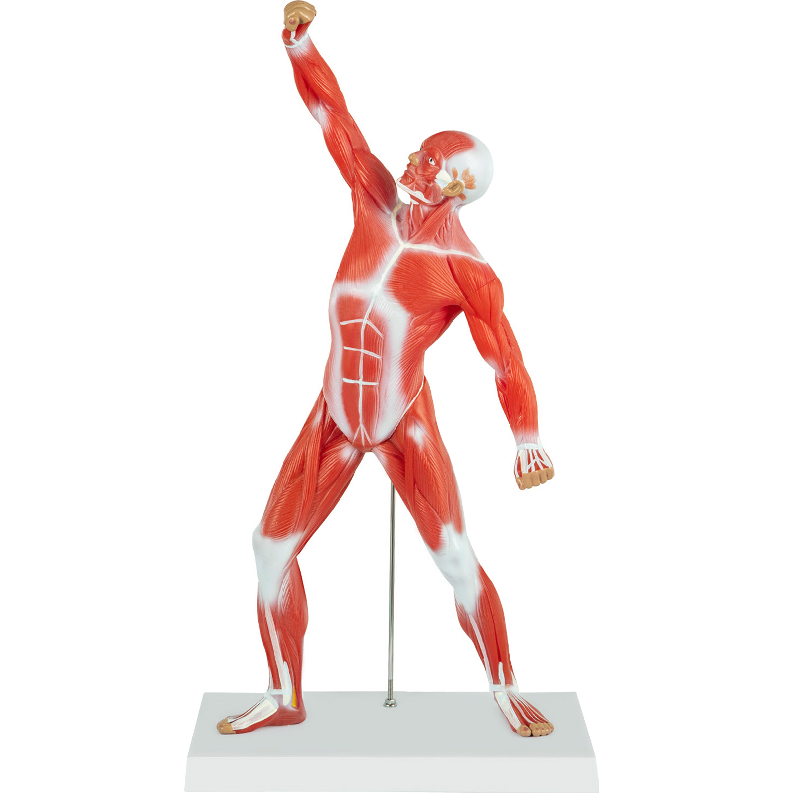 VEVOR Anatomical Human Muscle Model Muscle Anatomy Model 50cm Mini ...