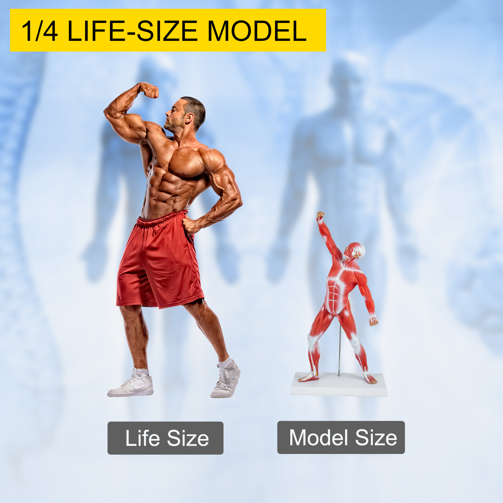 VEVOR Human Muscular Model, 20" Muscular Anatomy Model, 1/4 Life-Size ...