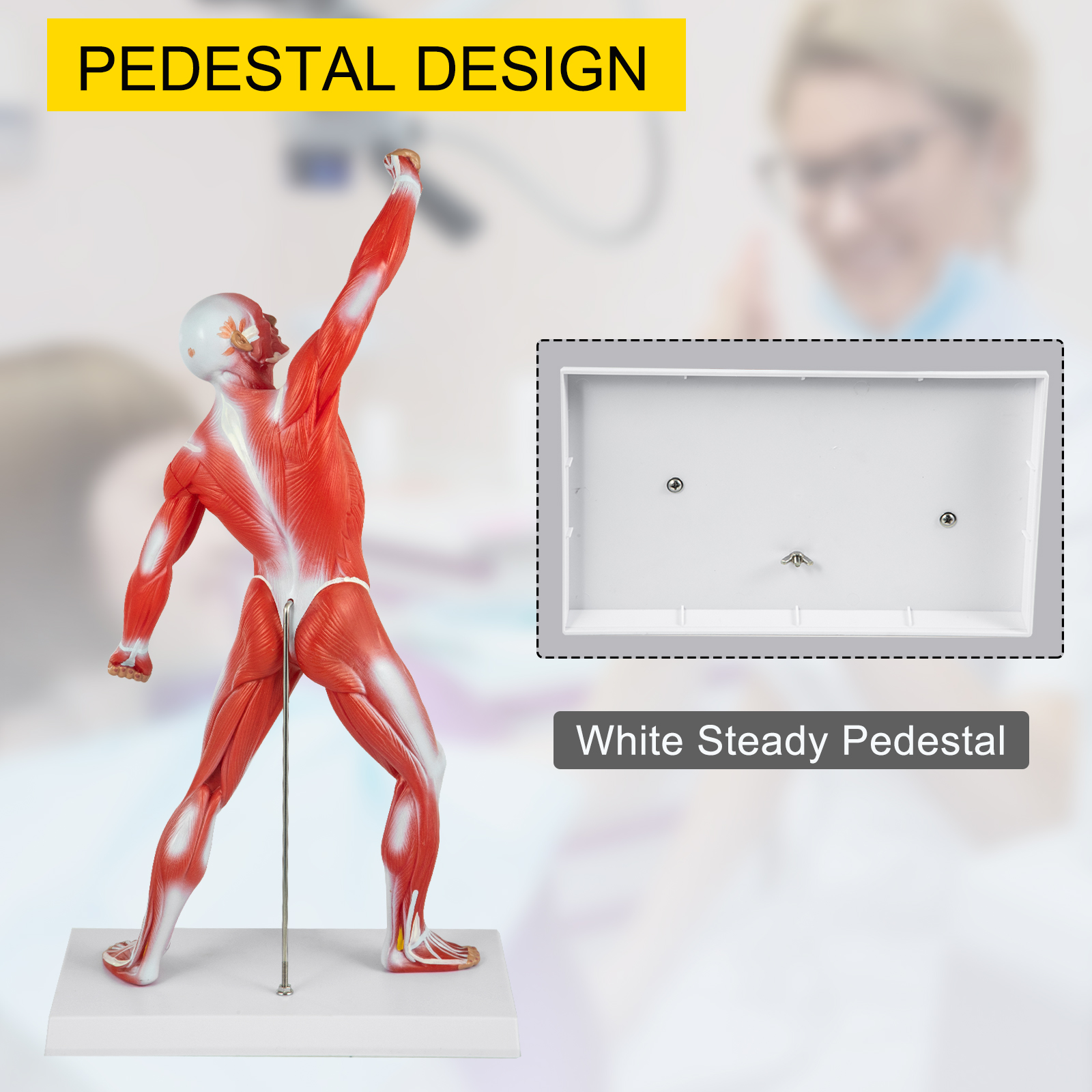 VEVOR Anatomical Human Muscle Model Muscle Anatomy Model 50cm Mini ...