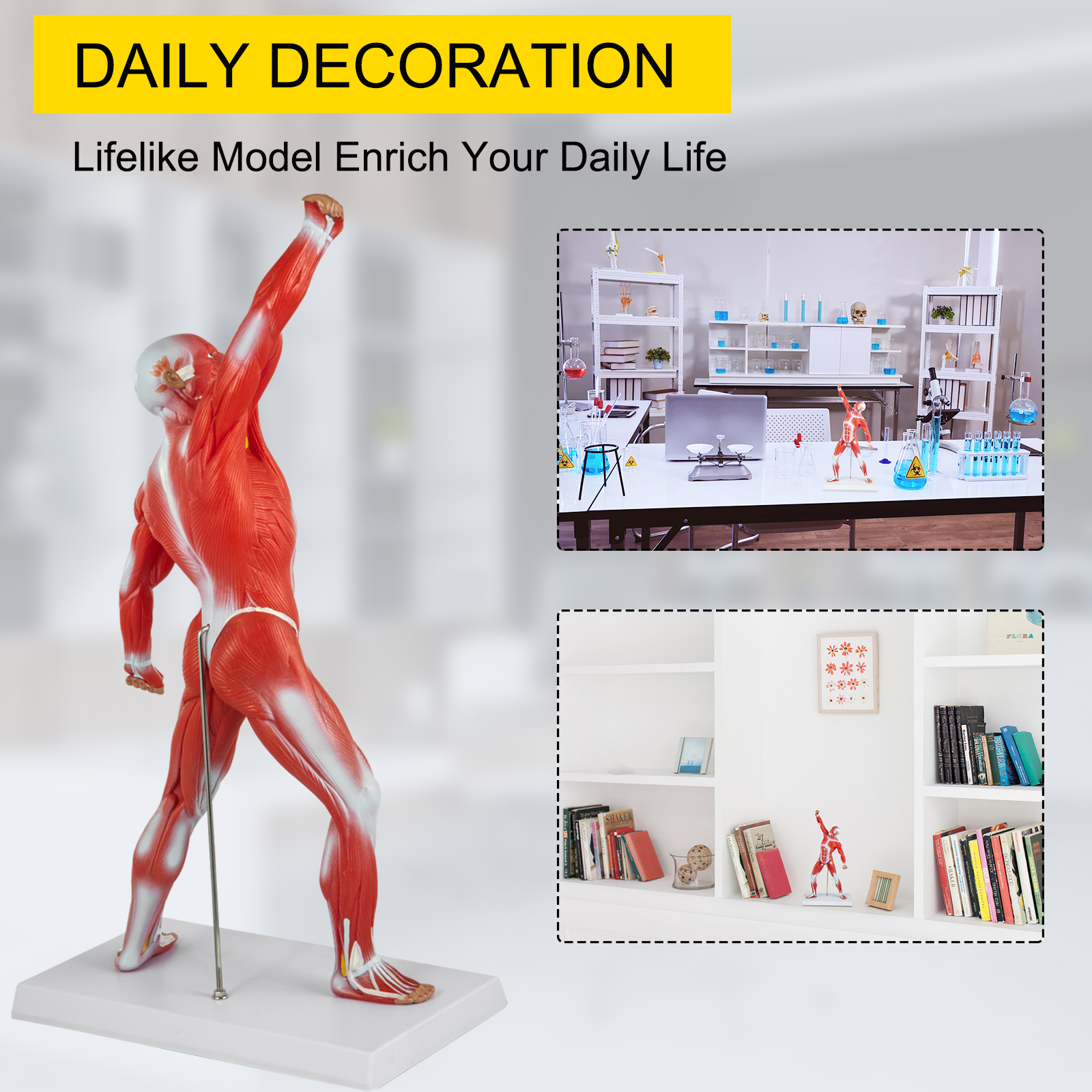 VEVOR Human Muscular Model, 20" Muscular Anatomy Model, 1/4 Life-Size ...