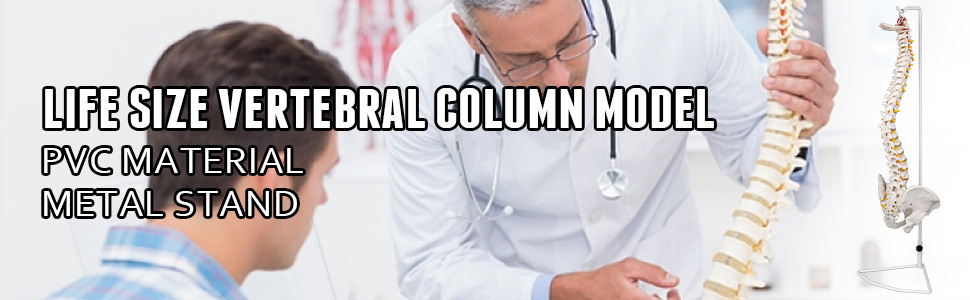 VEVOR White Vertebral Column Model 33inch Total Height Skeleton Spine ...