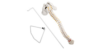 VEVOR White Vertebral Column Model 33inch Total Height Skeleton Spine ...