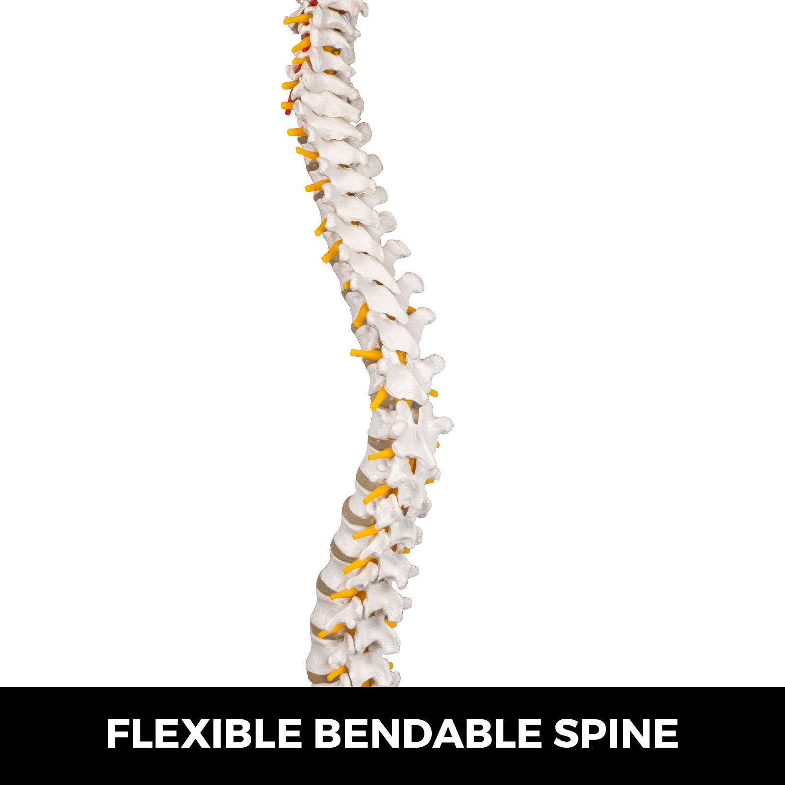 VEVOR White Vertebral Column Model 33inch Total Height Skeleton Spine ...