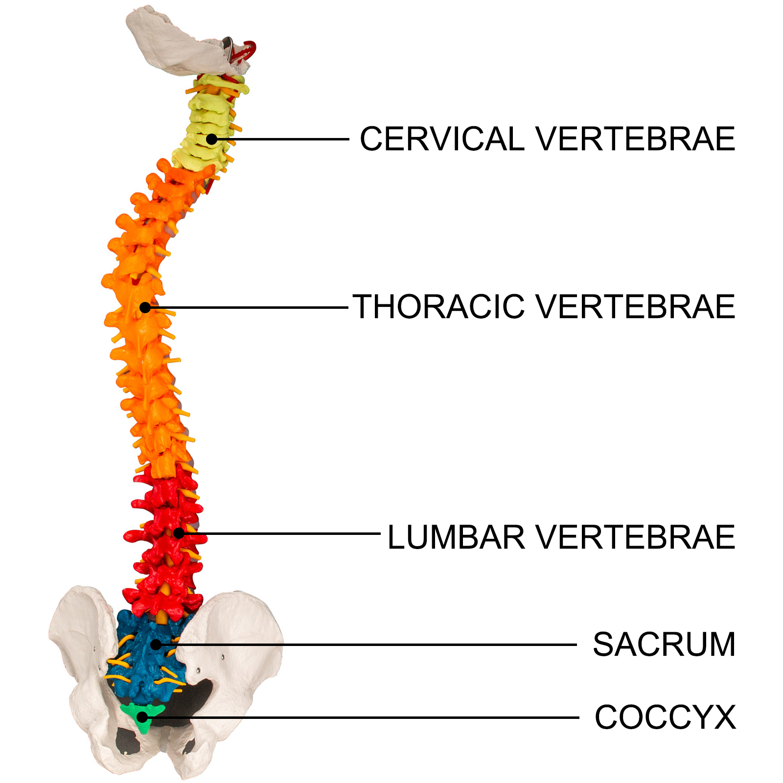 Vertebral Column Model Skeleton Spine Model 85cm Spine Model Spinal ...