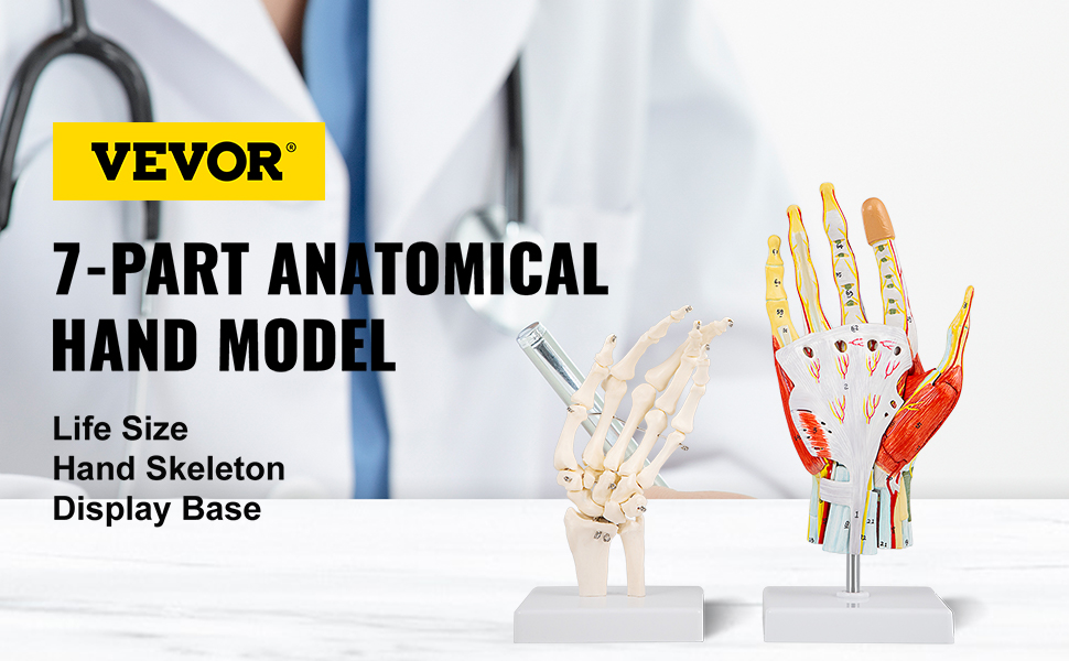 Anatomical Hand Model at Therese Arnold blog
