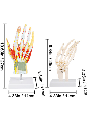 VEVOR Hand Anatomisch Model 7-delig Afneembaar Menselijk Hand Model 25 ...