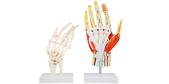 VEVOR Anatomical Hand Model Ligaments 7-Part Model Hand for Anatomy ...