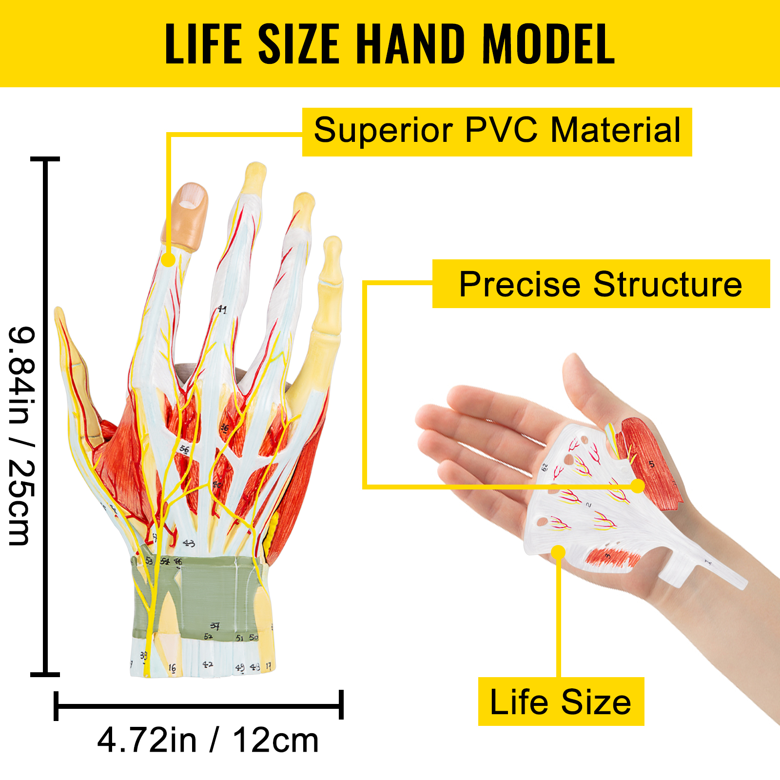 VEVOR Anatomical Hand Model Ligaments 7-Part Model Hand for Anatomy ...