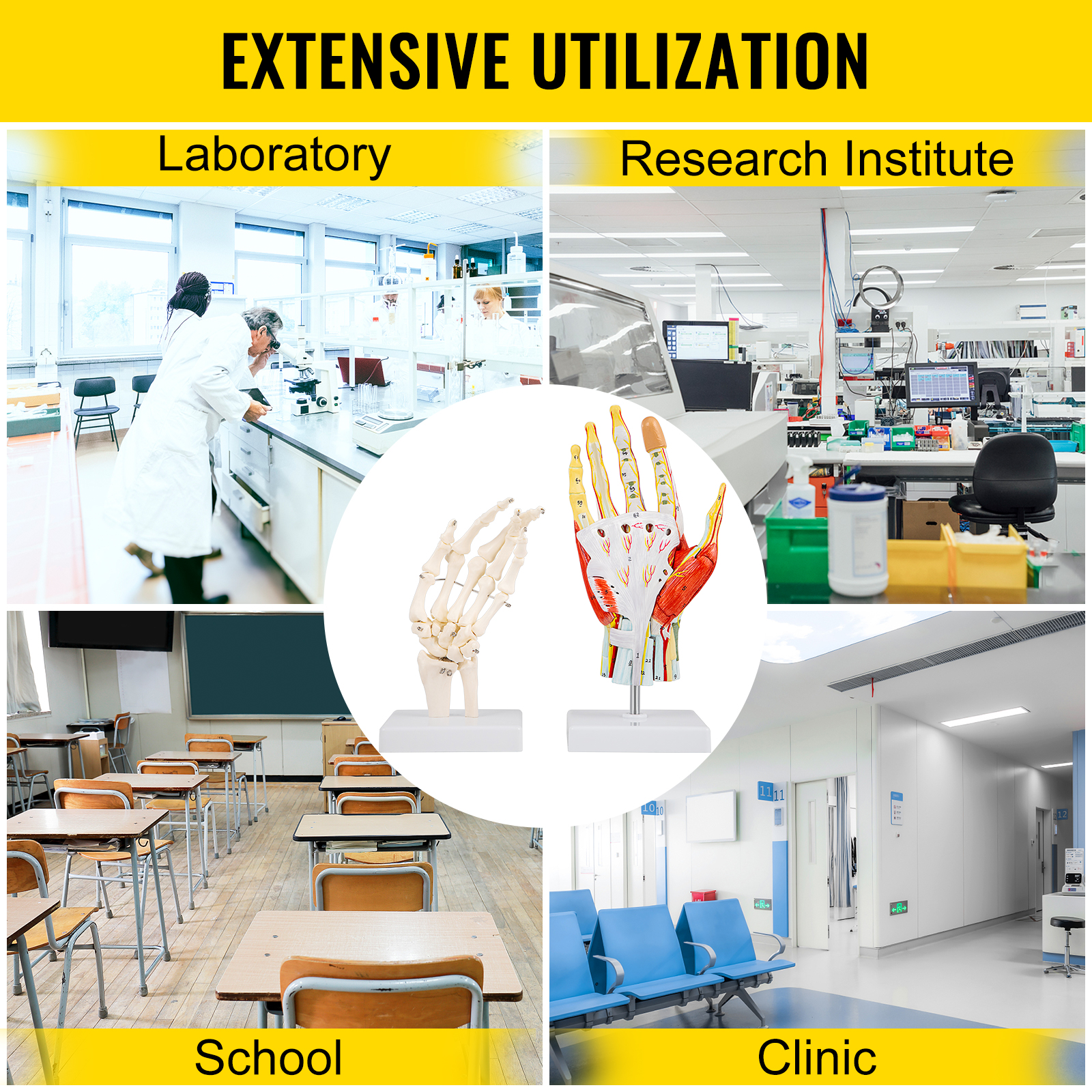 VEVOR Anatomical Hand Model Ligaments 7-Part Model Hand for Anatomy ...