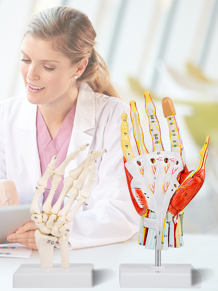 VEVOR Anatomical Hand Model Ligaments 7-Part Model Hand for Anatomy ...